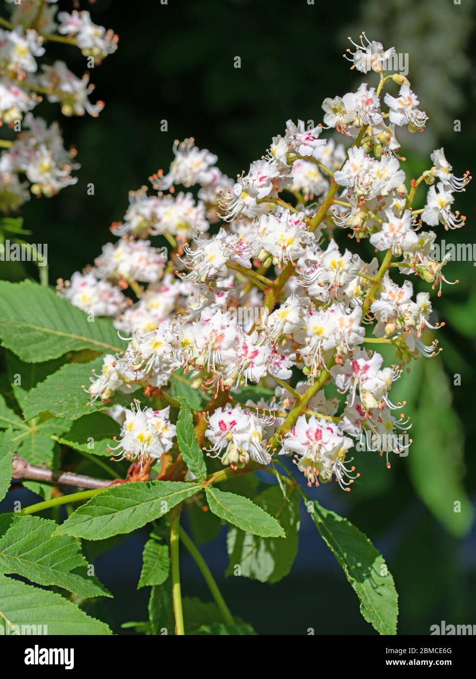 Chestnut tree in spring hi-res stock photography and images - Alamy
