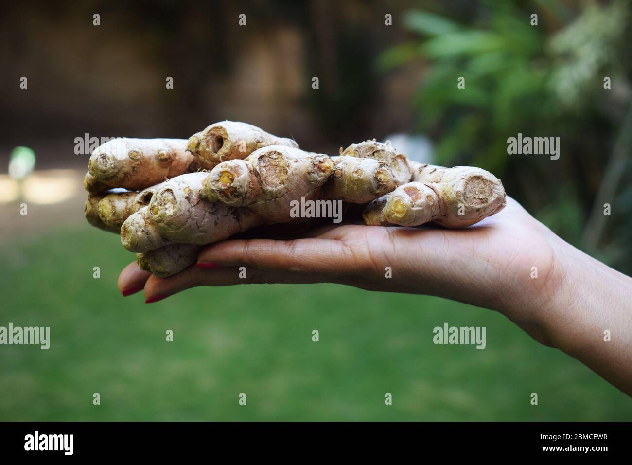Large huge big Fresh ginger root rhizome sprouting held in female hand ...