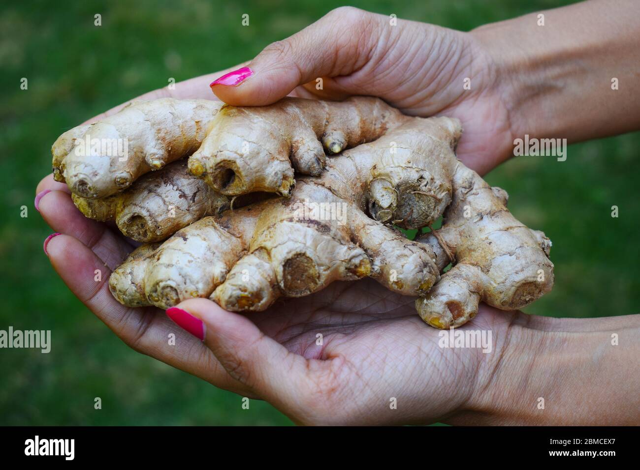 Large huge big Fresh ginger root rhizome sprouting held in female hand ...