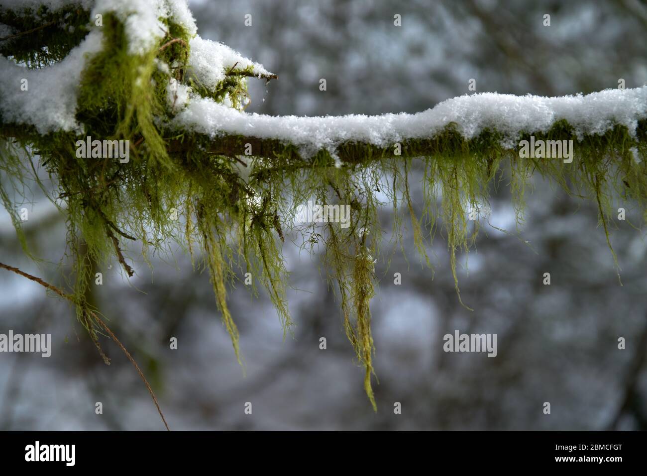 Beard Lichen and Snow Pacific Northwest. Beard Lichen hanging from the ...