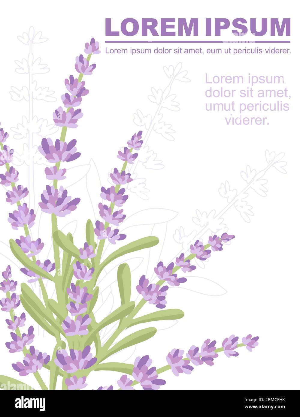 Colorful lavender flowers summer herbal natural bouquet advertising ...