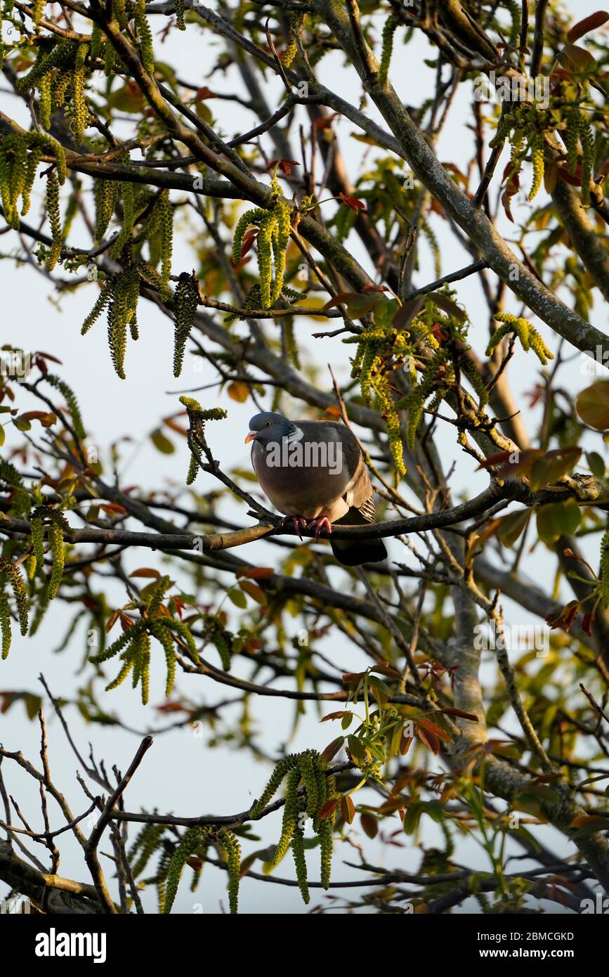 Pigeon in a tree Stock Photo - Alamy