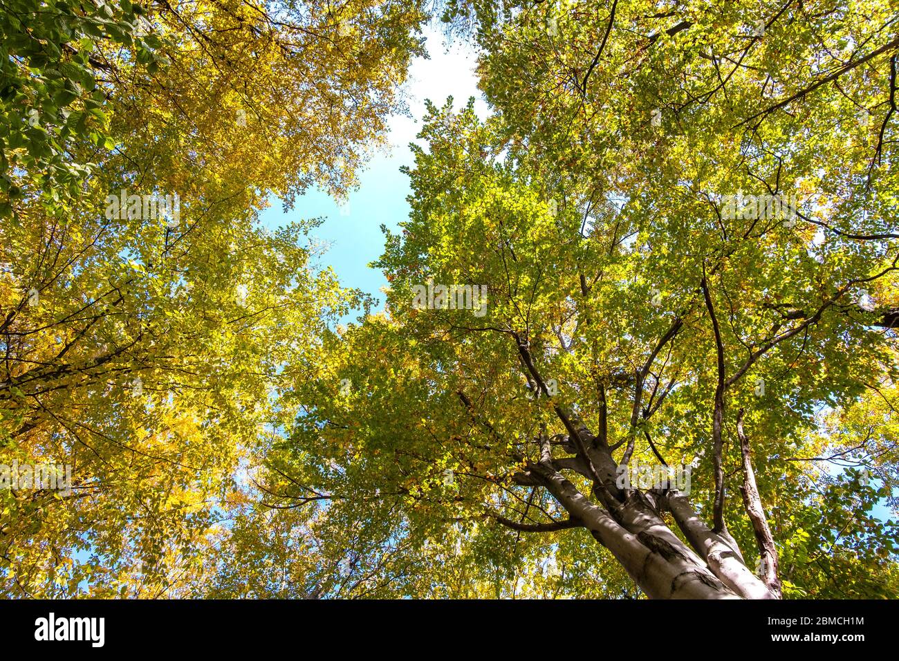 Perspective from down to up view of autumn forest with bright orange ...