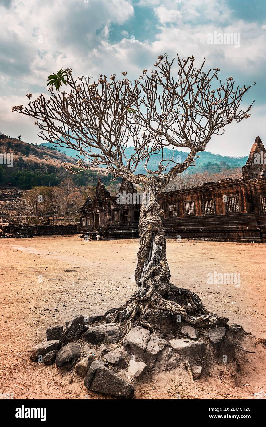 The old tree with ancient temple on a background Stock Photo - Alamy
