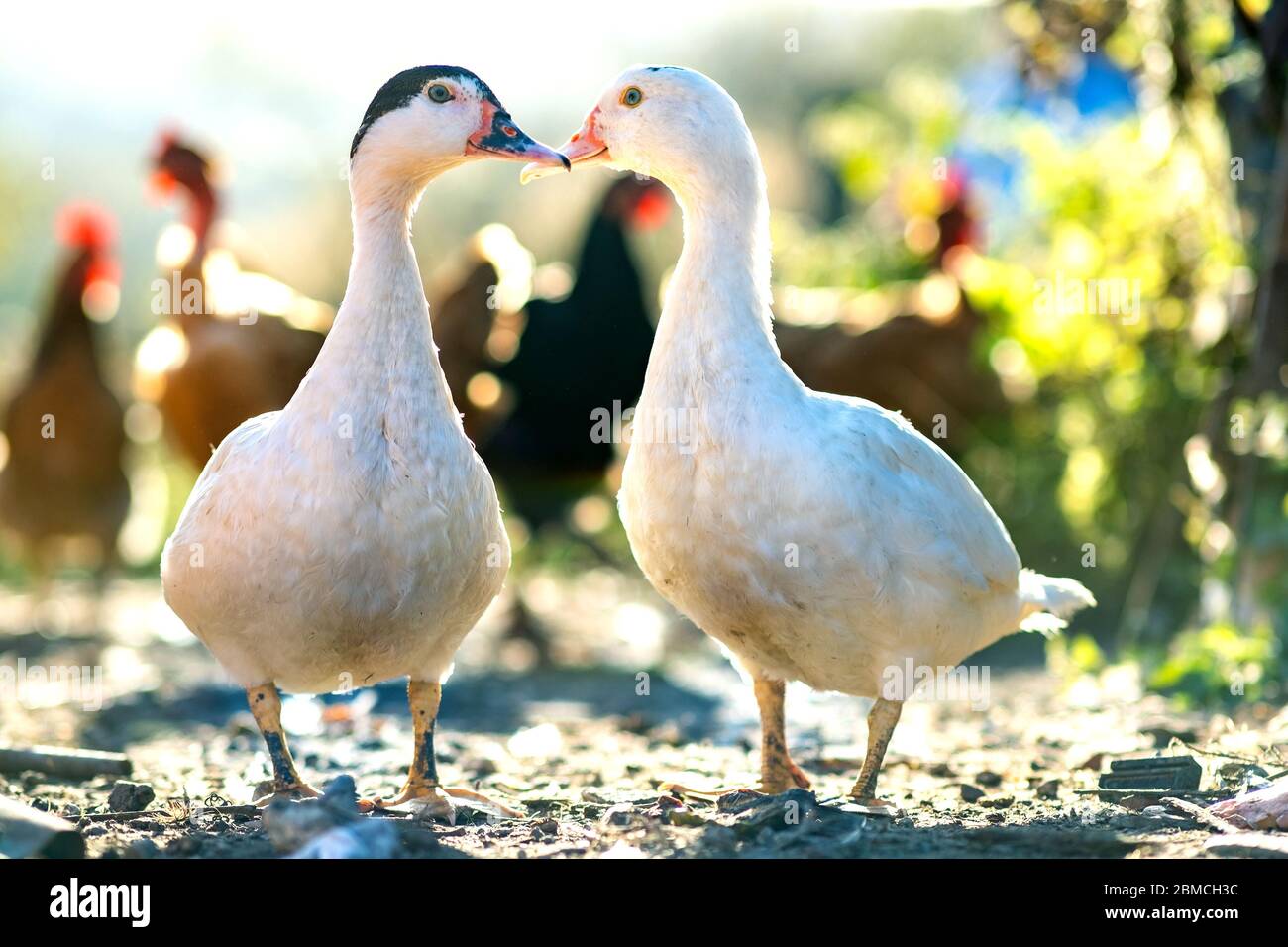 Ducks feed on traditional rural barnyard. Detail of a duck head. Close ...