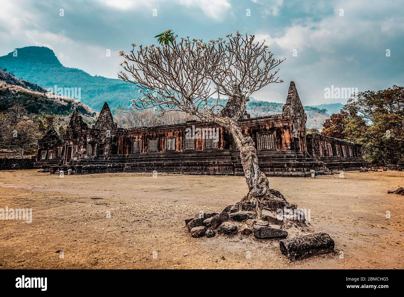 The old tree with ancient temple on a background Stock Photo - Alamy