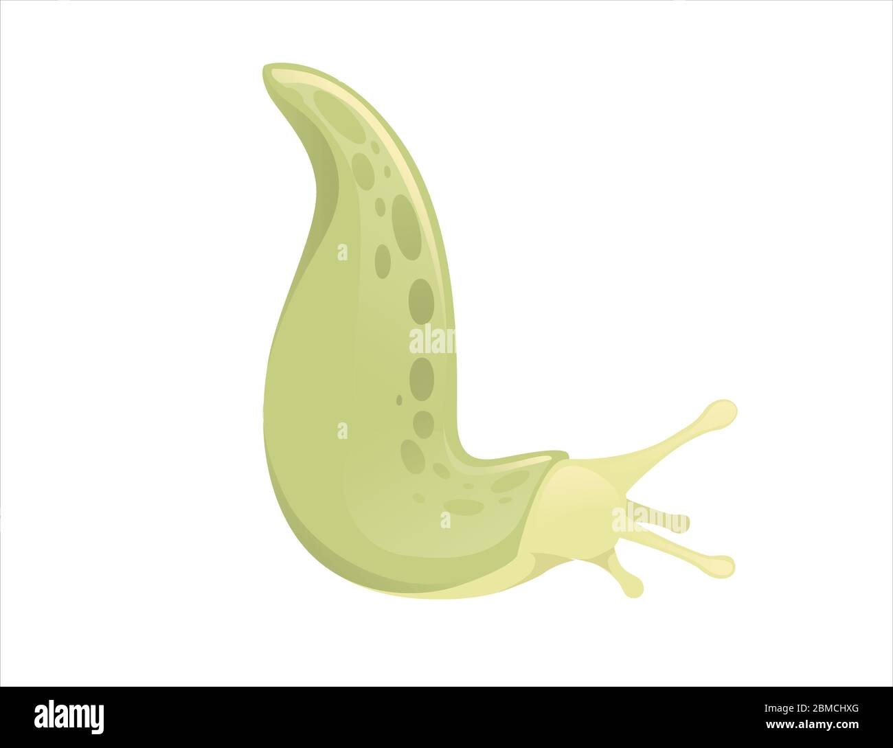 Leech Of Slug High Resolution Stock Photography and Images - Alamy