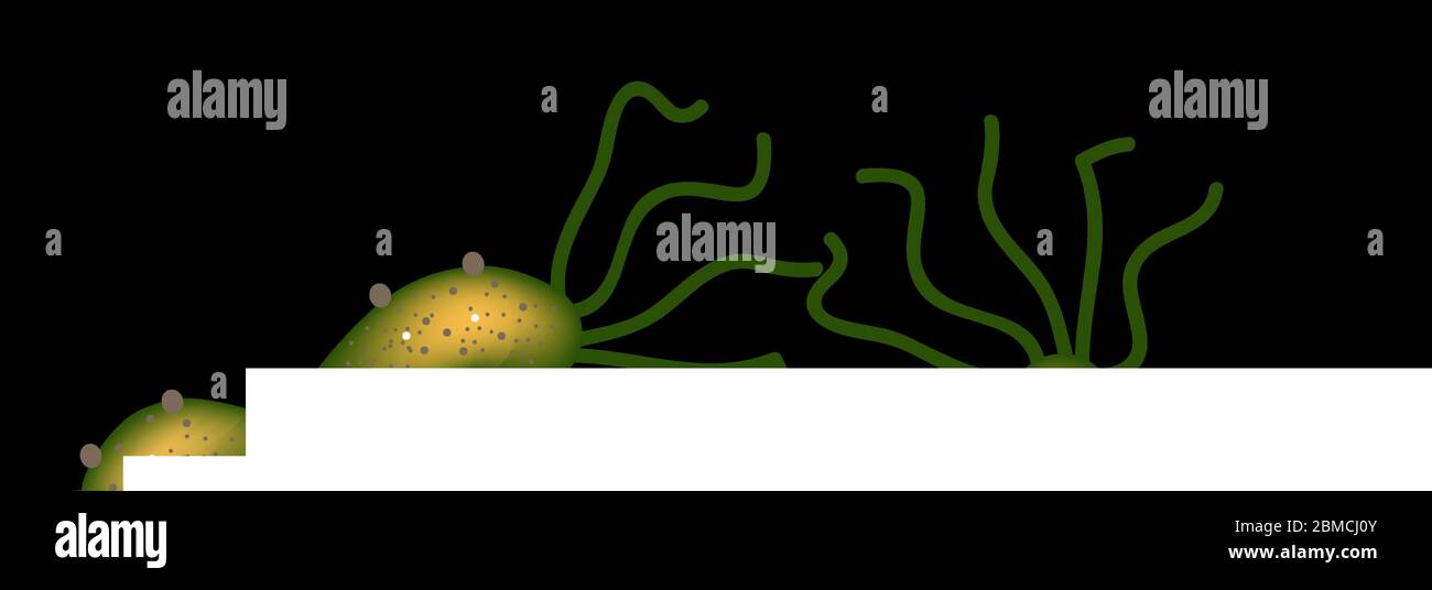Helicobacter pylori. Helicobacter pylori of infection. Infographics ...