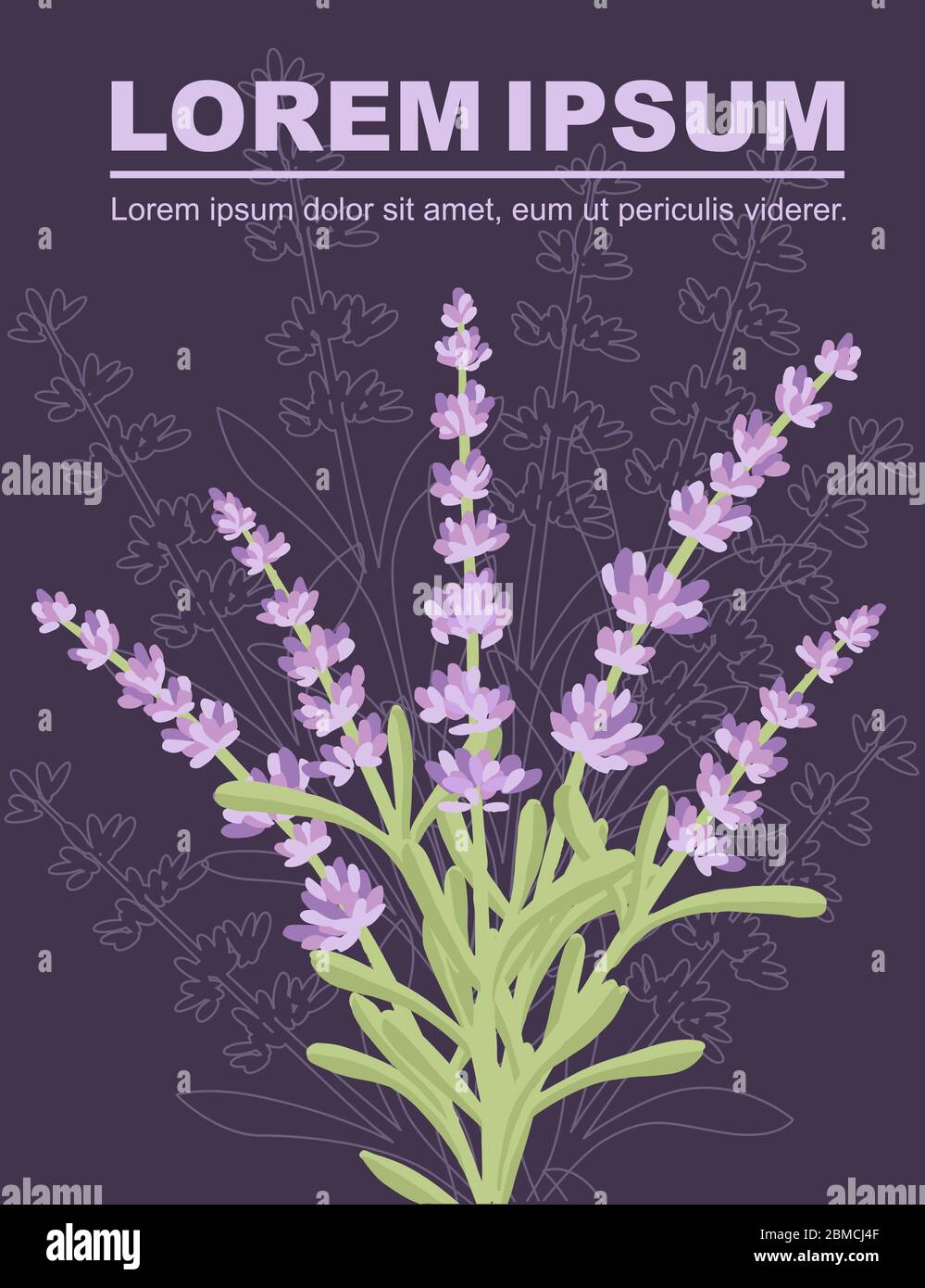 Colorful lavender flowers summer herbal natural bouquet advertising ...