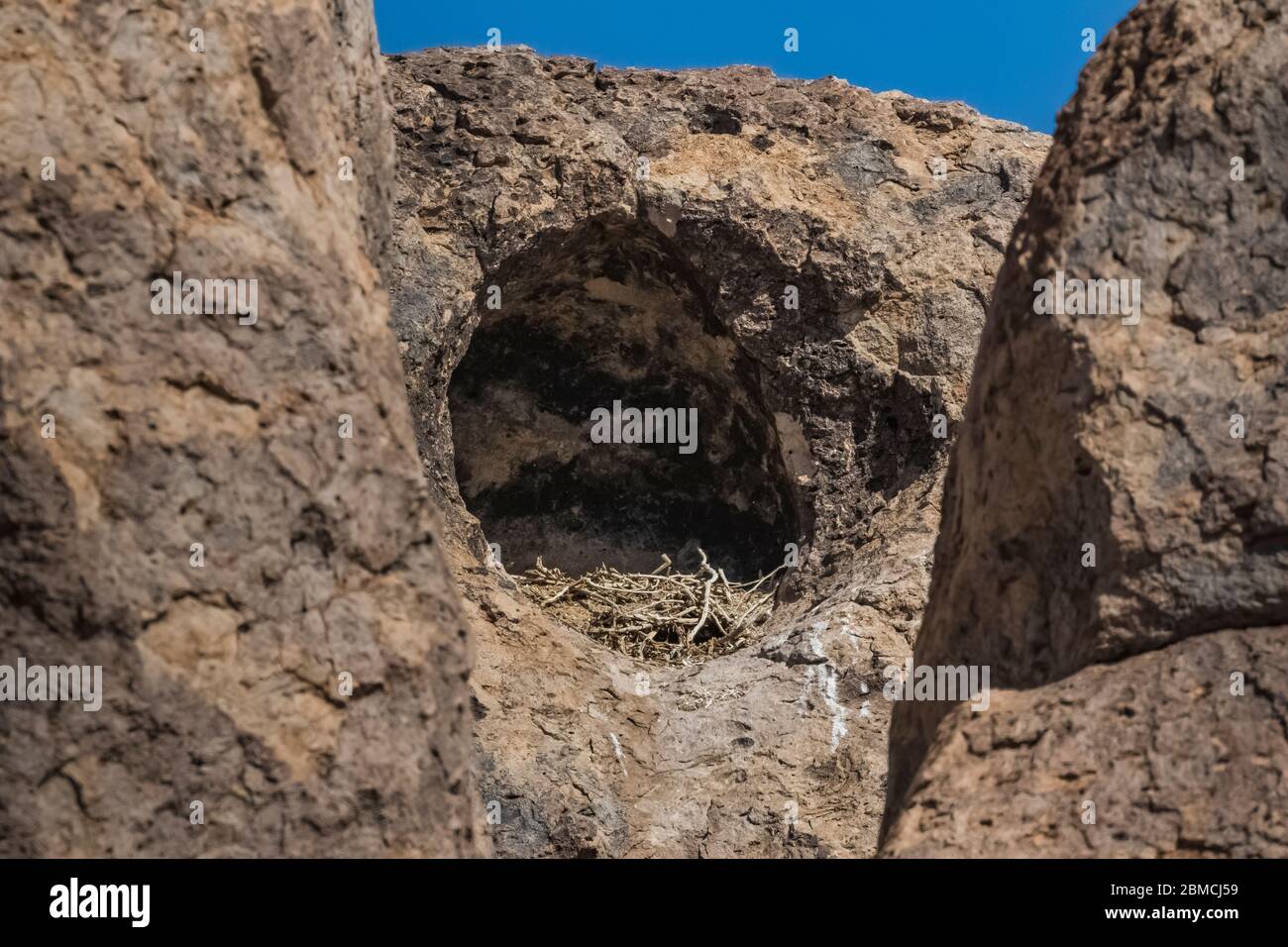 Great Horned Owl, Bubo virginianus, nest in a hole in the volcanic ...