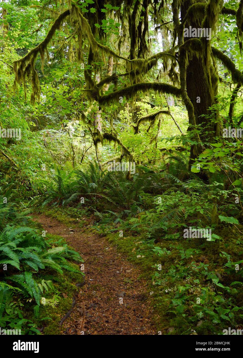Into the Forest Stock Photo - Alamy