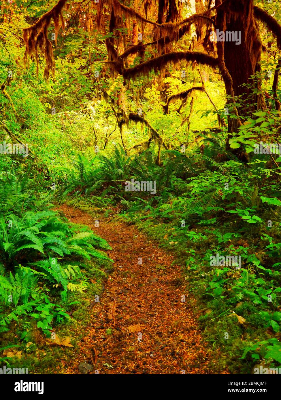 Into the Forest Stock Photo - Alamy