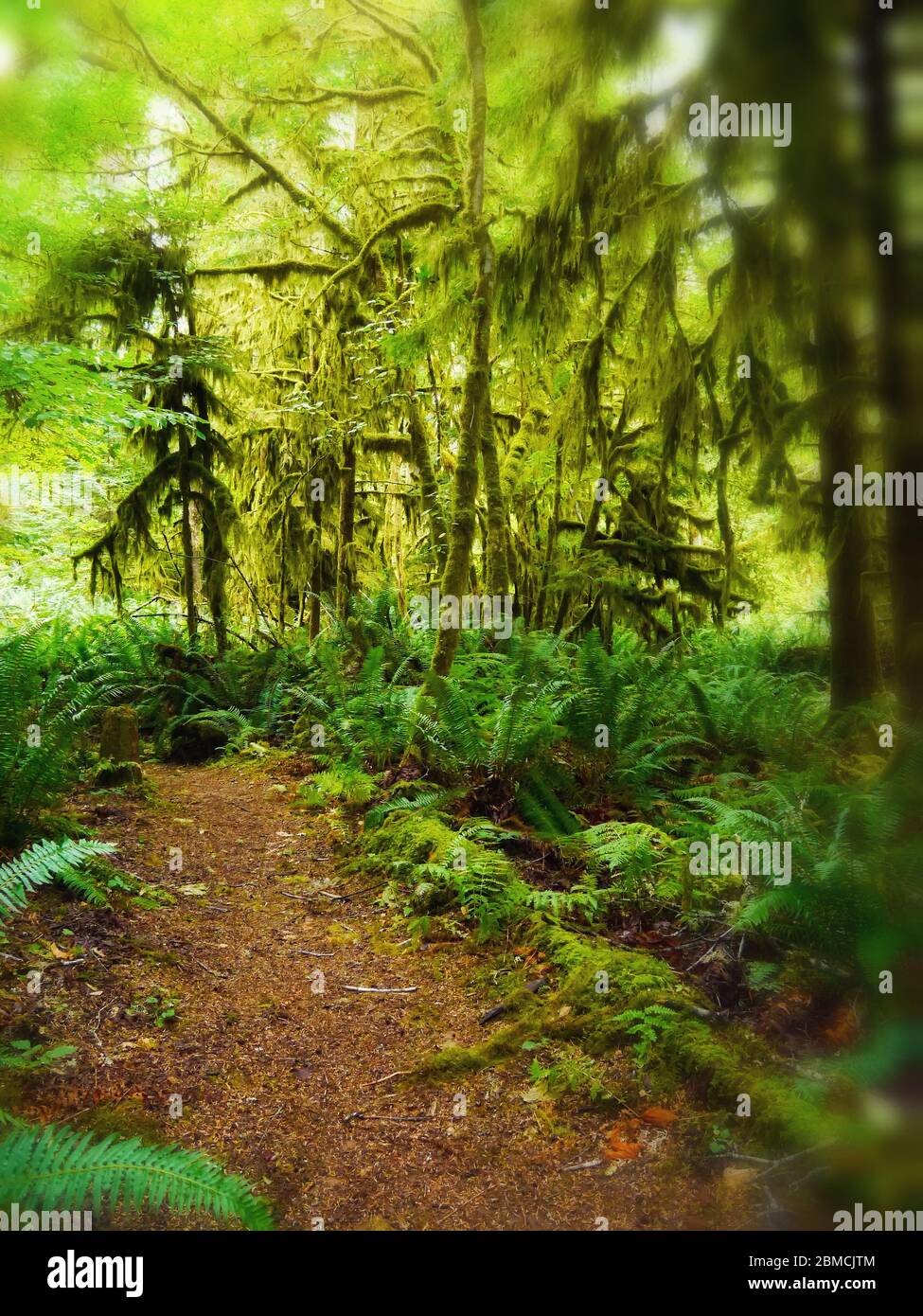 Into the Forest Stock Photo - Alamy