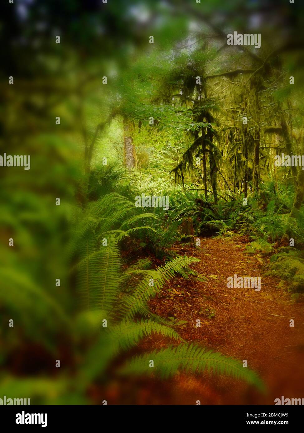 Into the Forest Stock Photo - Alamy