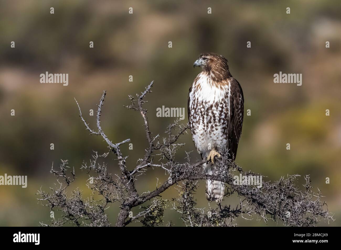 Red-tailed Hawk, Buteo jamaicensis, juvenile perched in City of Rocks ...