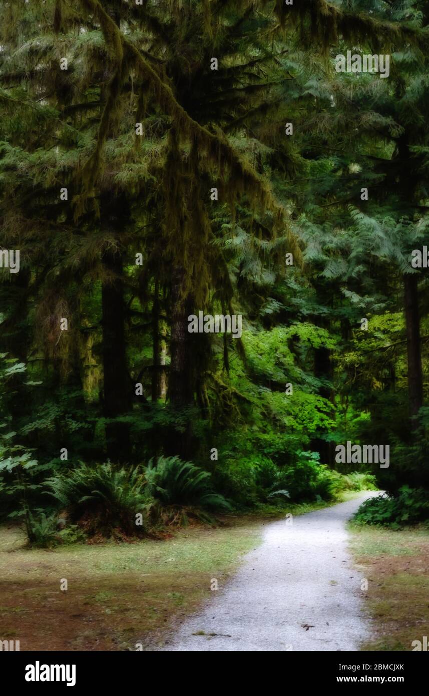 Beautiful walk through trees hi-res stock photography and images - Alamy