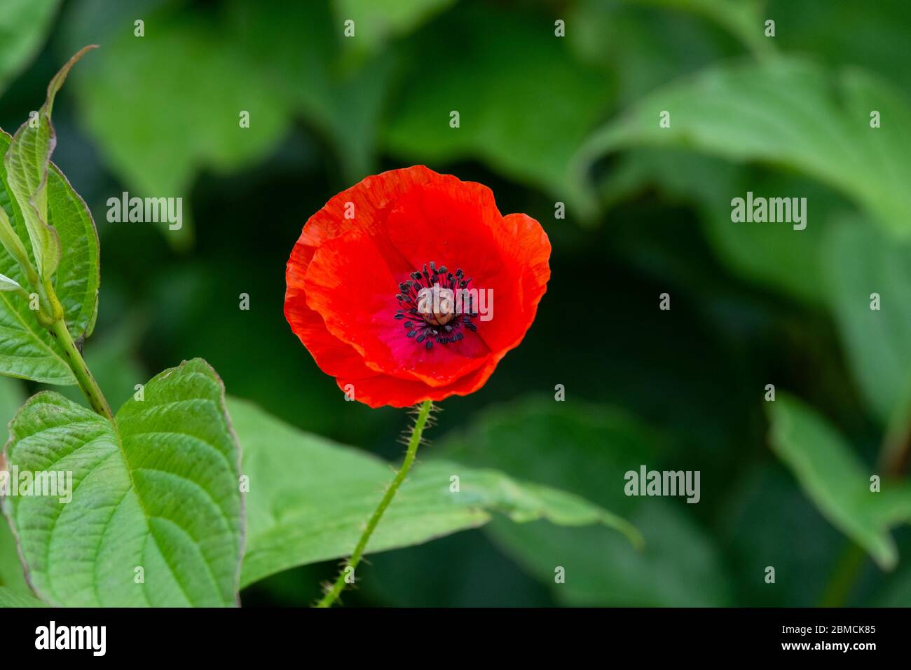 Single Poppy, flowers in the wild Stock Photo - Alamy