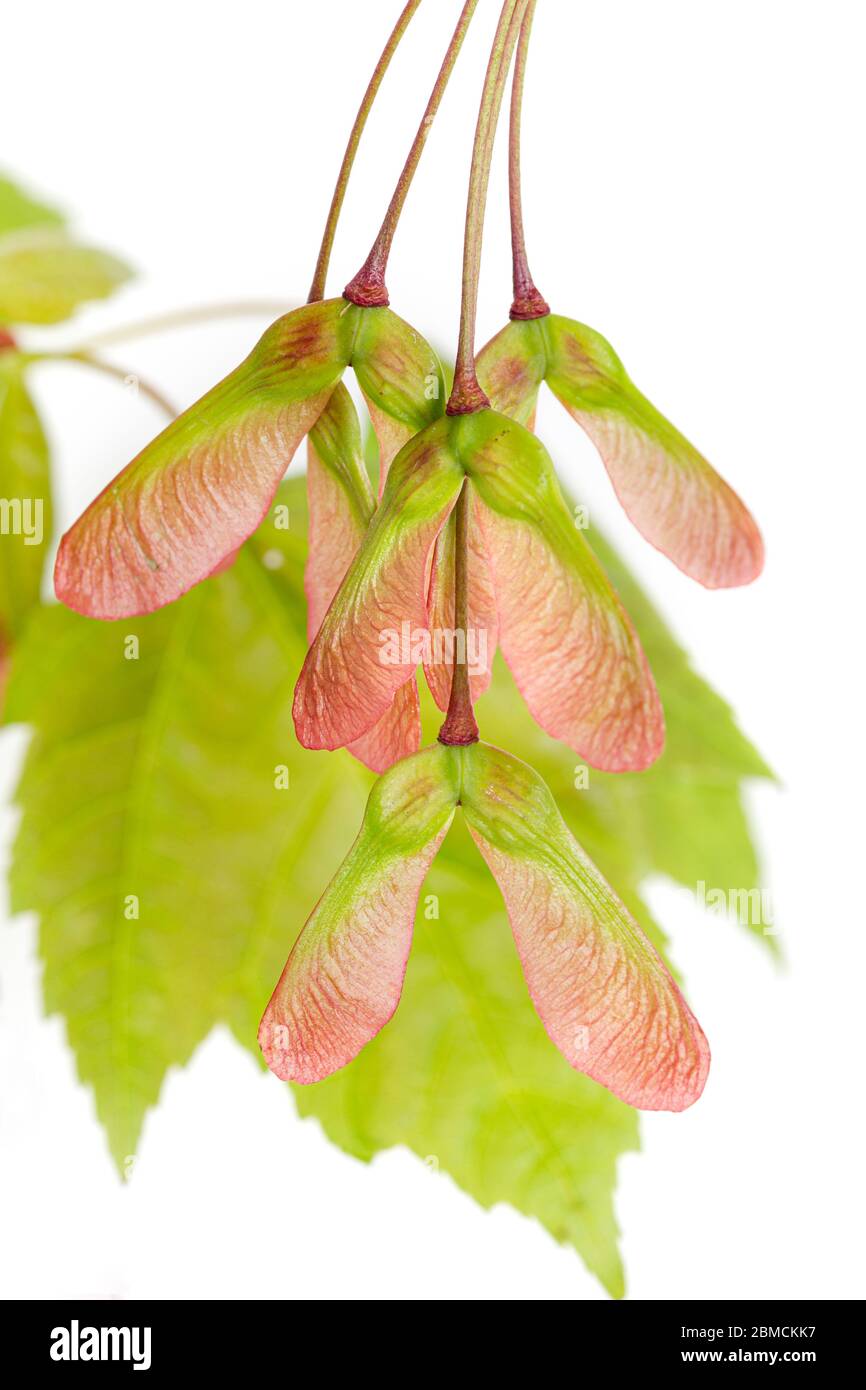 Acer Rubrum Fruit