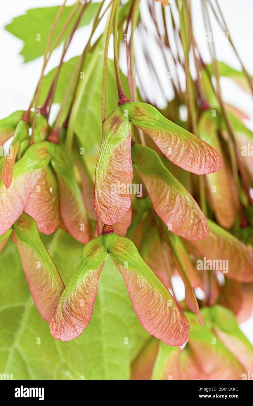 Red acer rubrum tree hi-res stock photography and images - Alamy