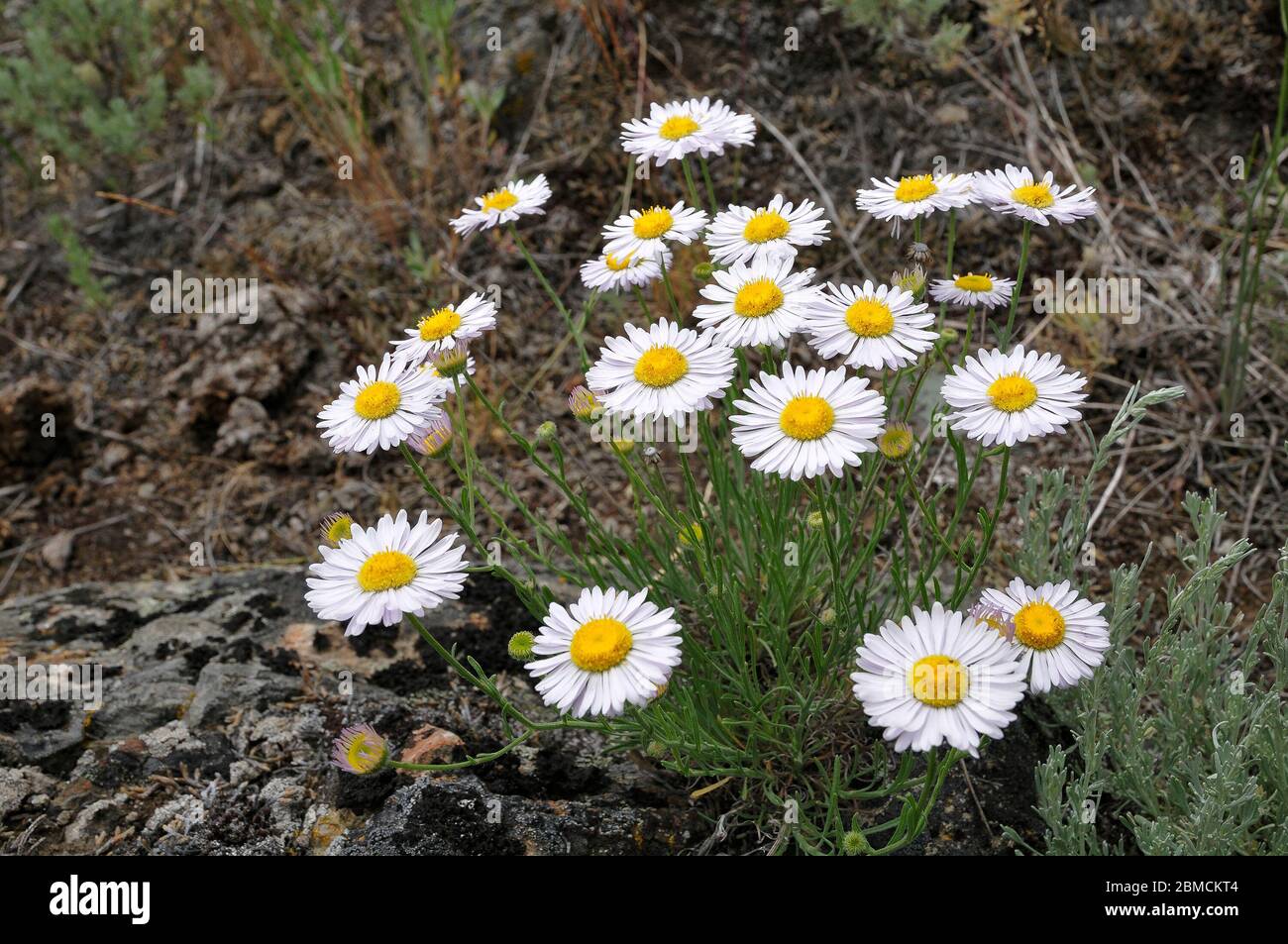 Canada fleabane hi-res stock photography and images - Alamy