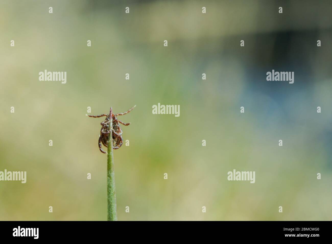 Tick infestation hi-res stock photography and images - Alamy