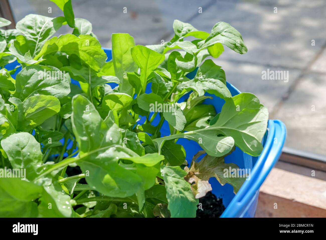 Rocket leaves growing hi-res stock photography and images - Alamy