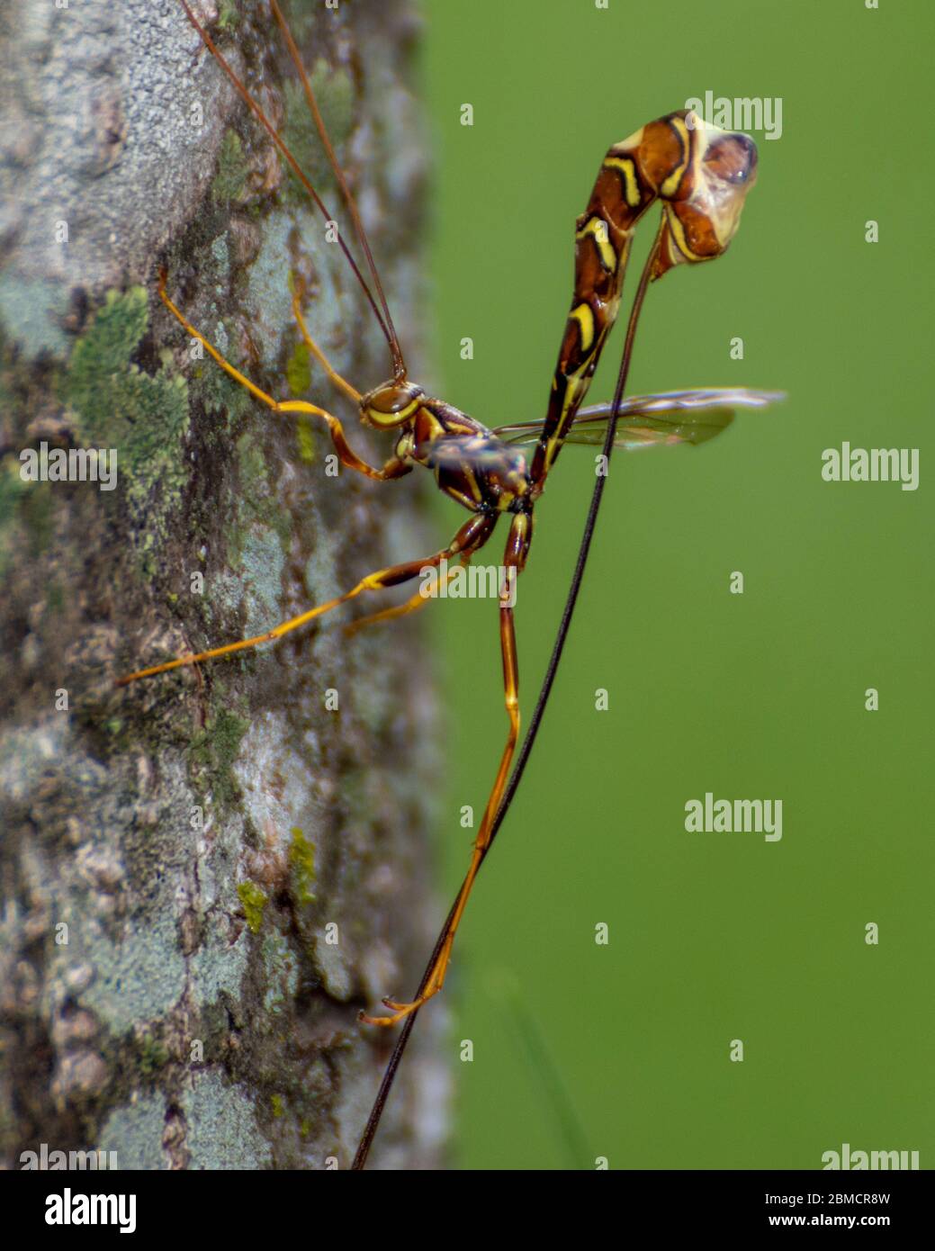 Long tailed wasp hi-res stock photography and images - Alamy