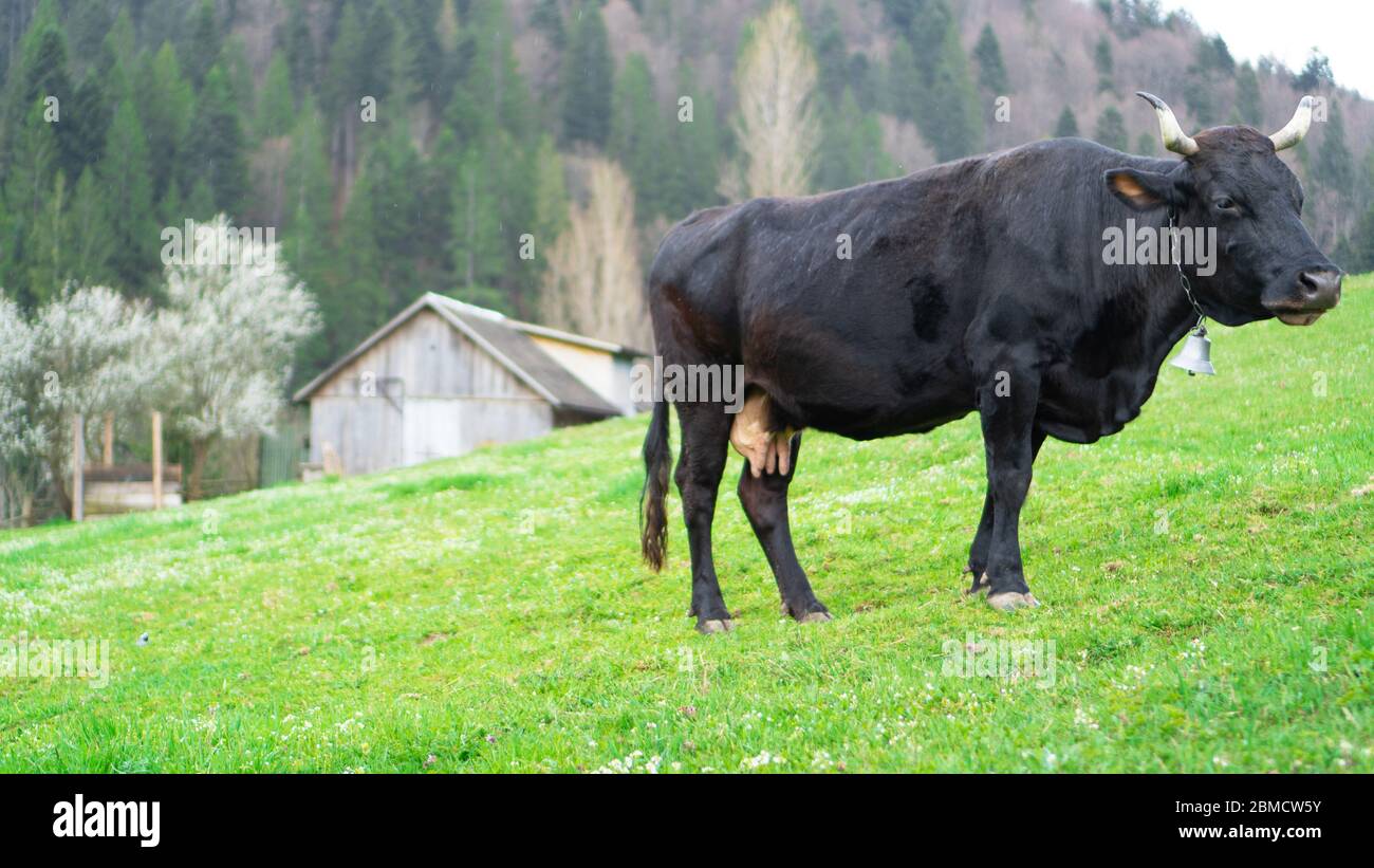 One black cow on green meadow. Close up picture of big black cow ...