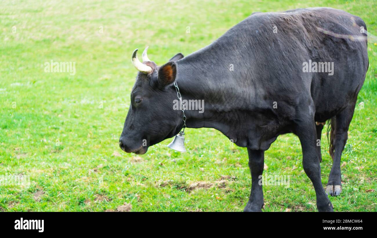 One black cow on green meadow. Close up picture of big black cow ...