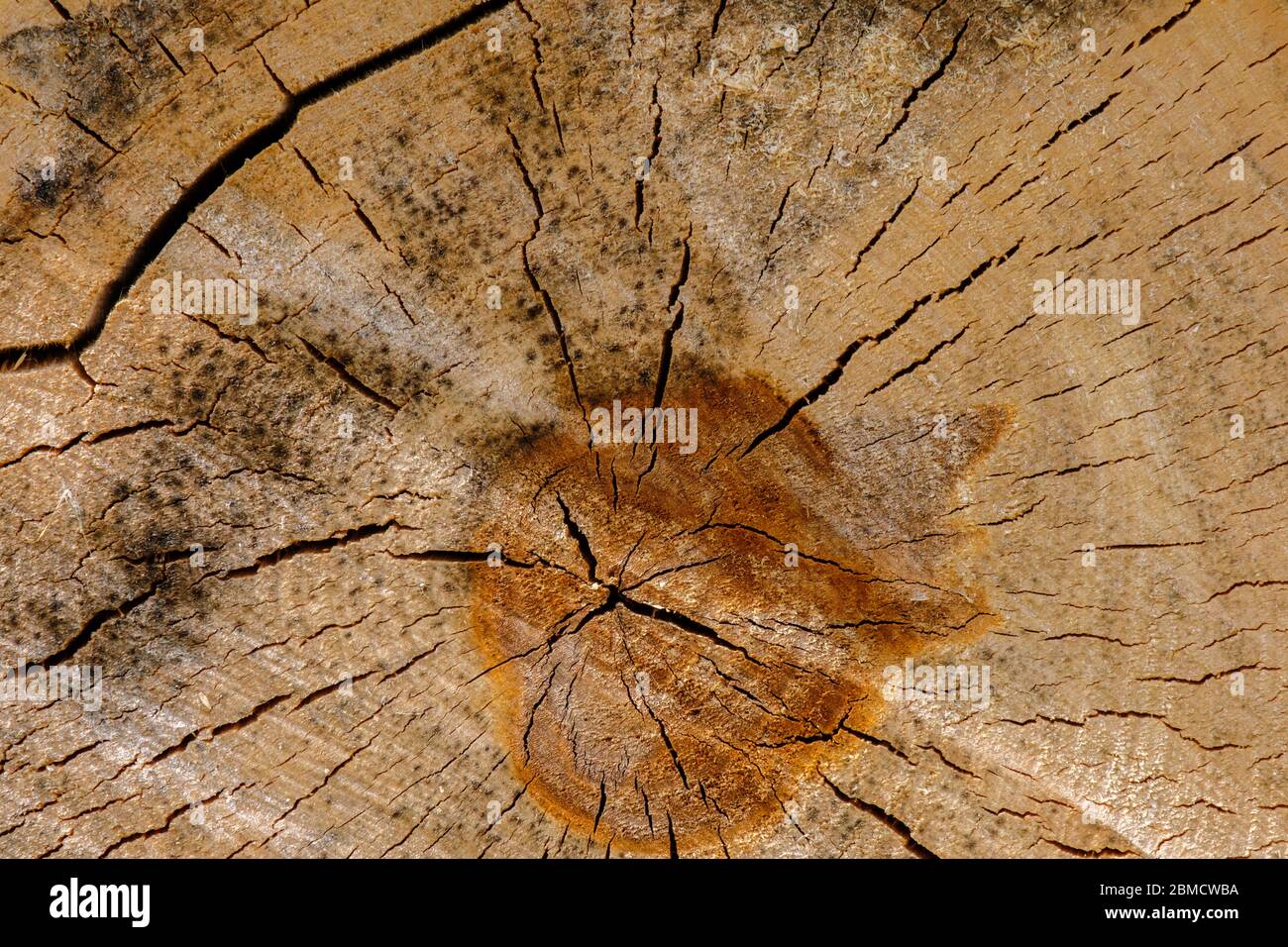 View of the surface of the end face of a sawn birch log dotted with ...