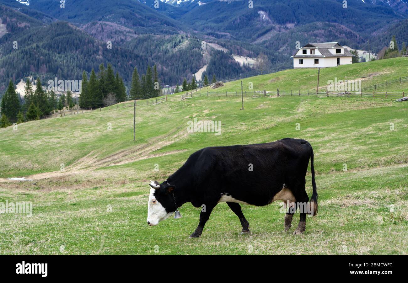 One black cow on green meadow. Close up picture of big black cow ...