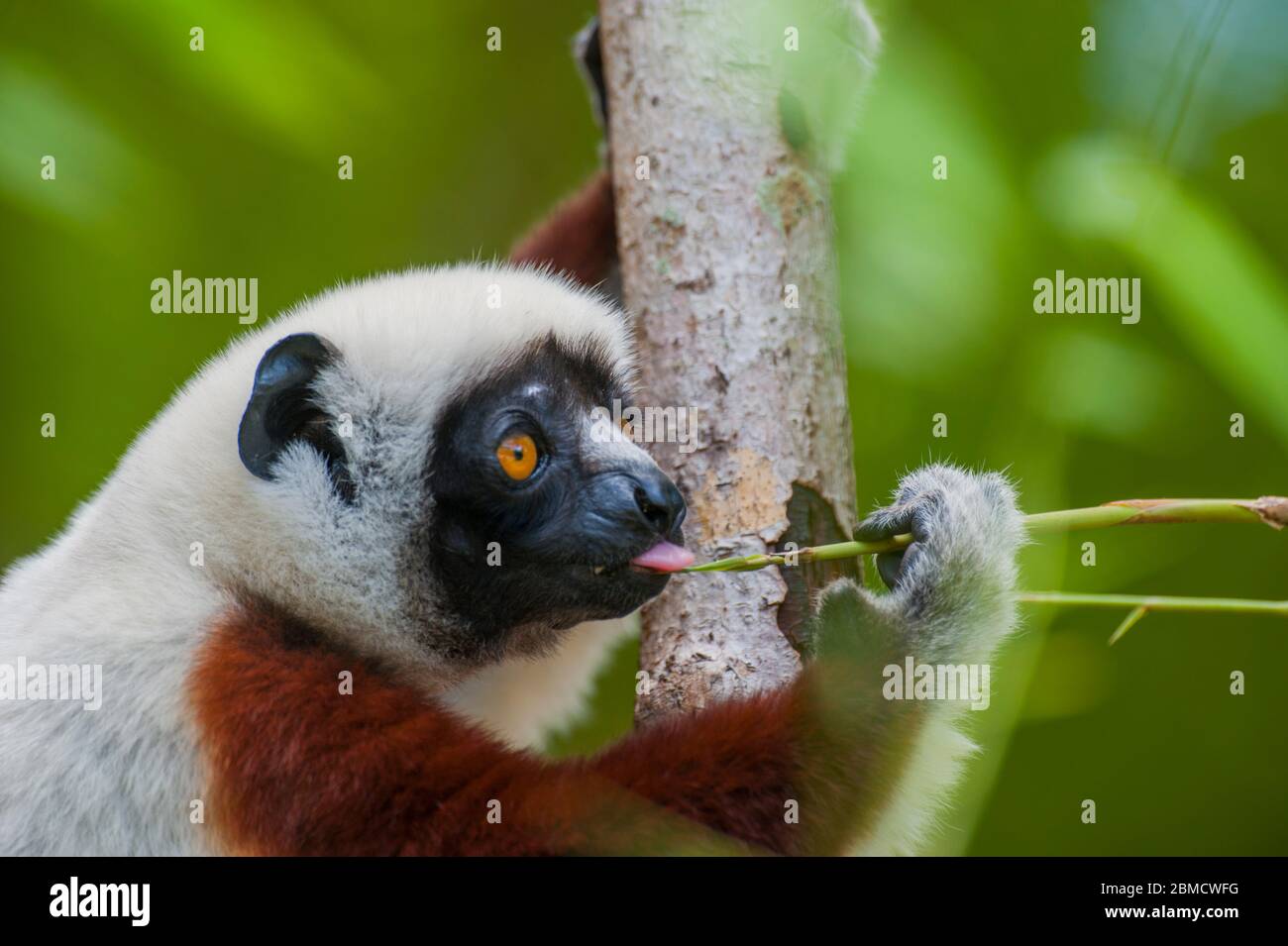 A Coquerel's sifaka (Propithecus coquereli) in a tree at Anjajavy ...