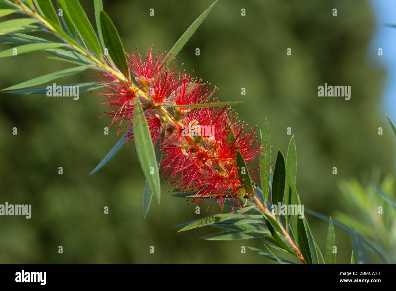 Beautiful red flower of a Weeping Bottlebrush tree, Melaleuca viminalis ...