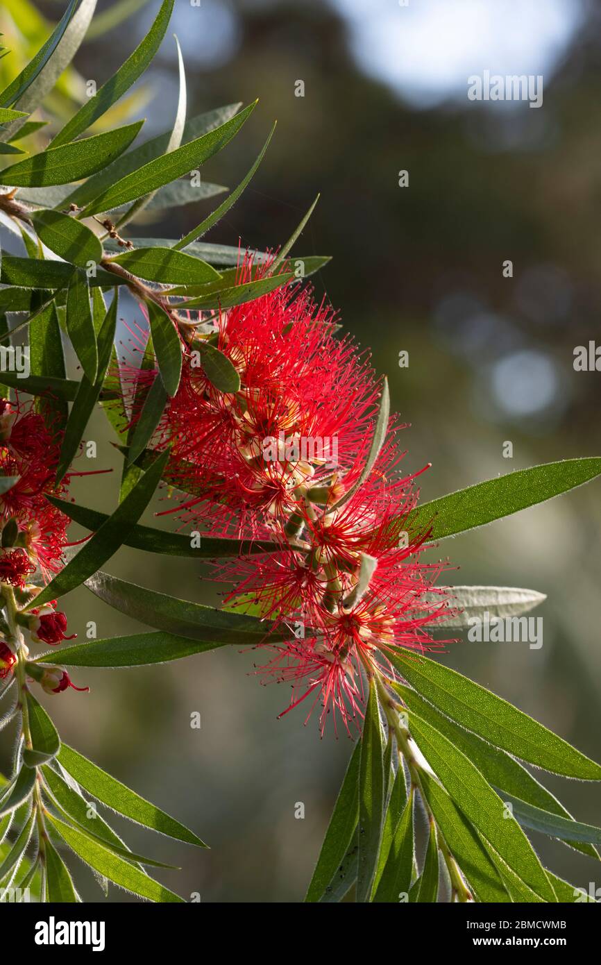 Beautiful red flower of a Weeping Bottlebrush tree, Melaleuca viminalis ...