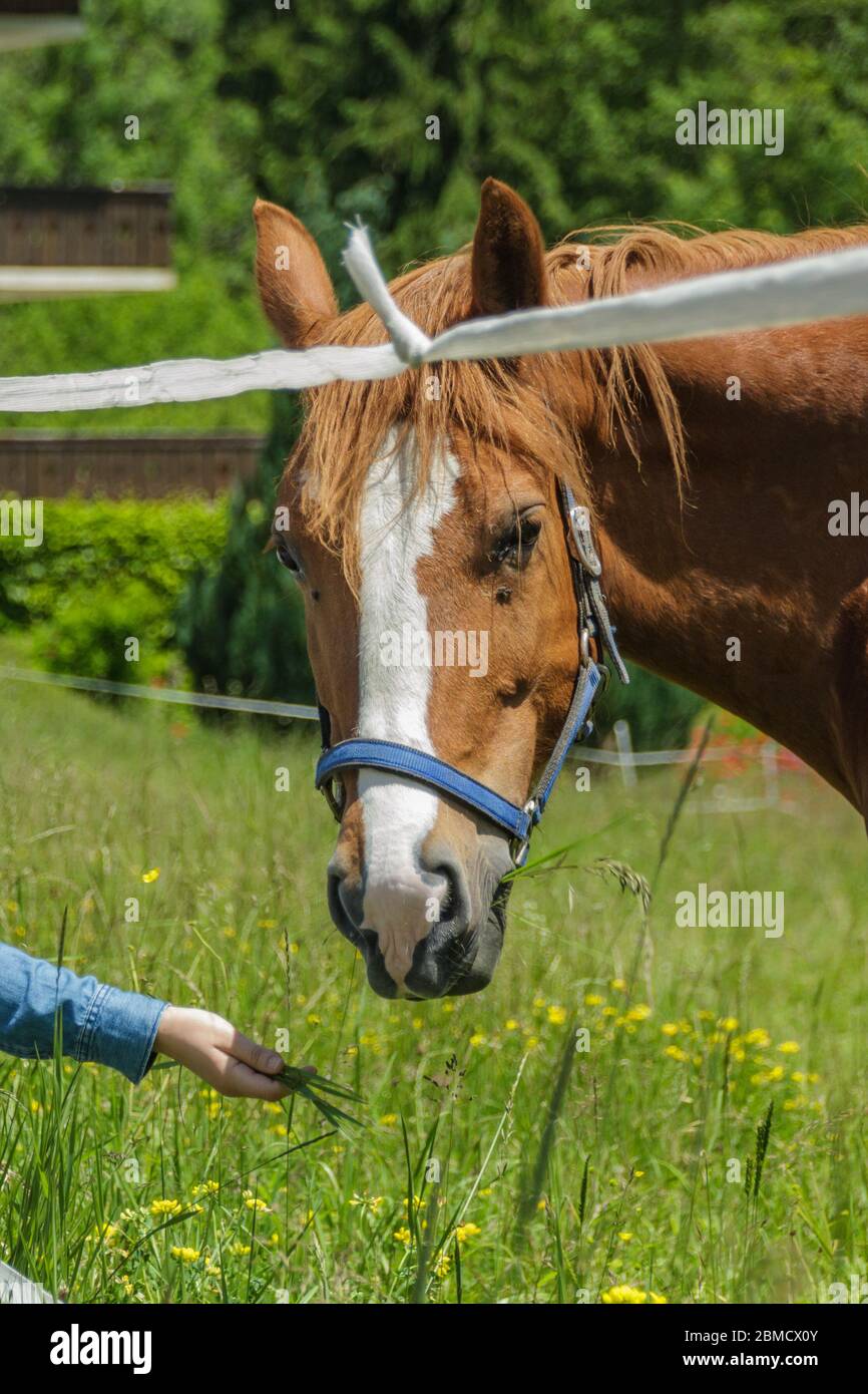 Majestic brown horse grazes hi-res stock photography and images - Alamy