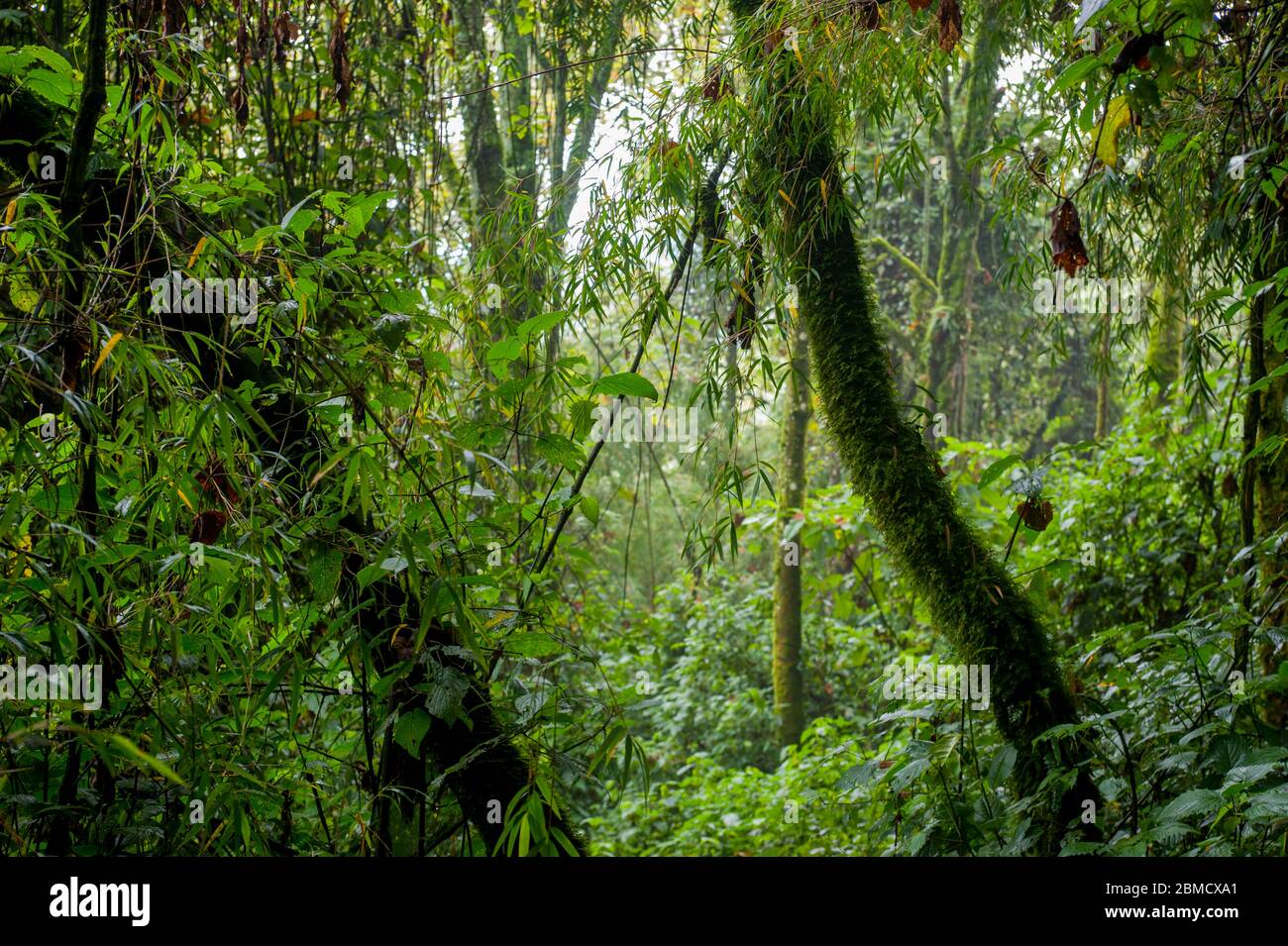 The rainforest in Virunga National Park in Rwanda Stock Photo - Alamy