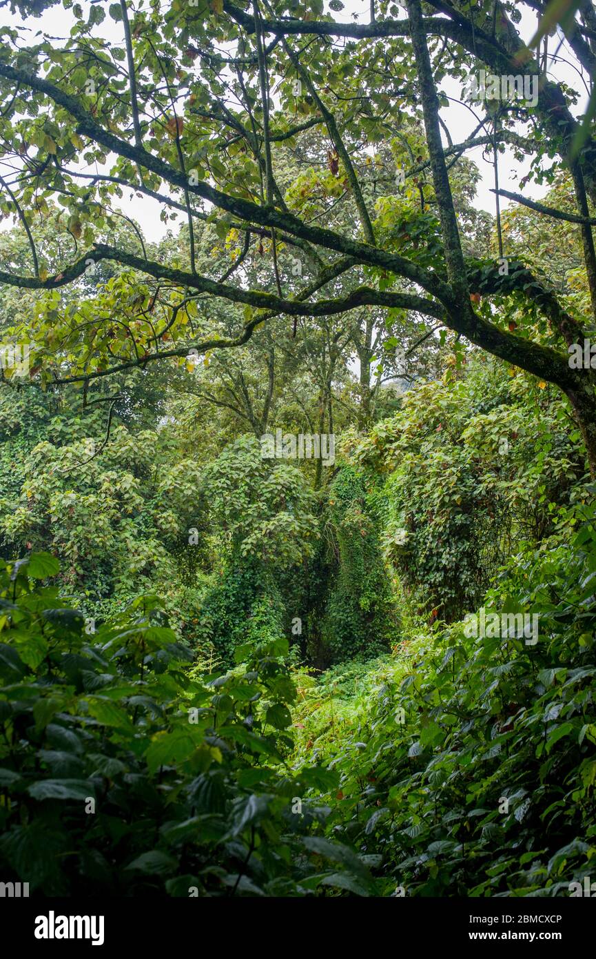 The rainforest in Virunga National Park in Rwanda Stock Photo - Alamy