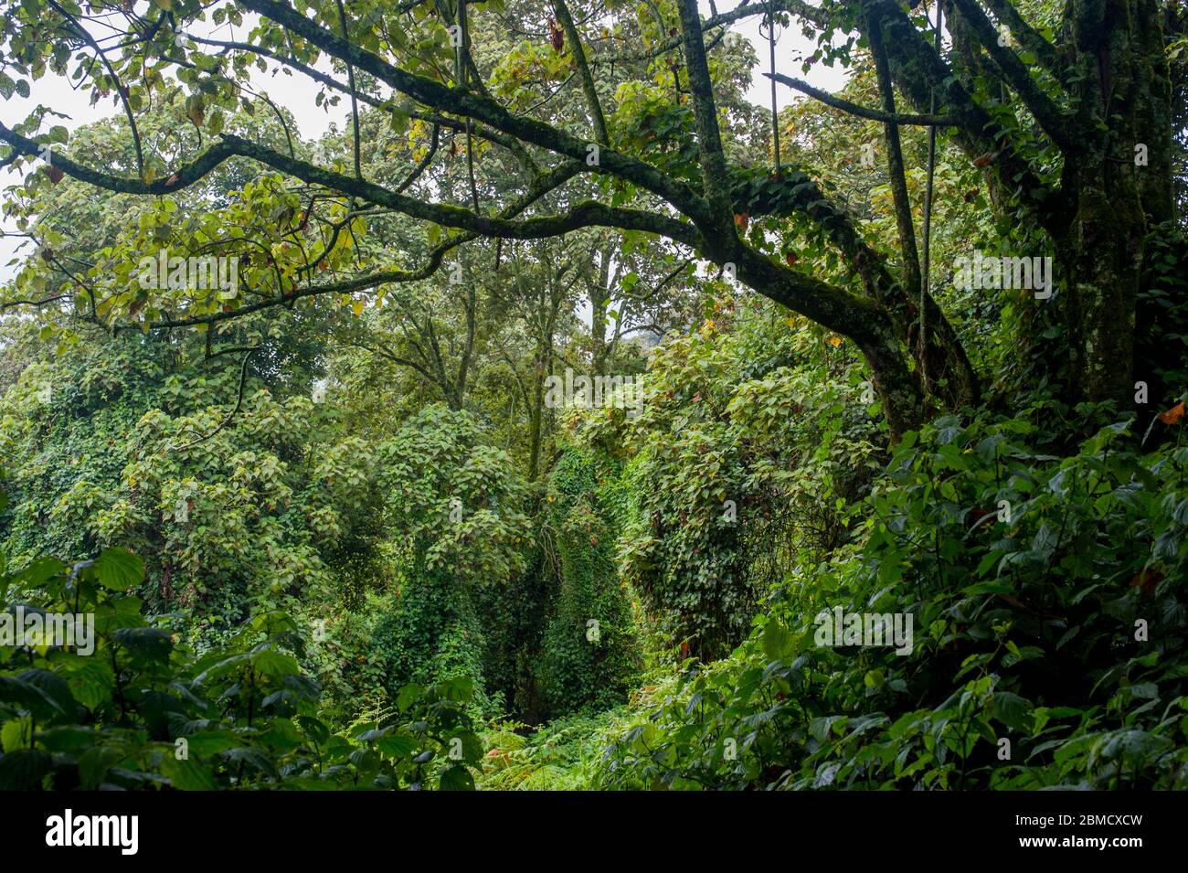 The rainforest in Virunga National Park in Rwanda Stock Photo - Alamy
