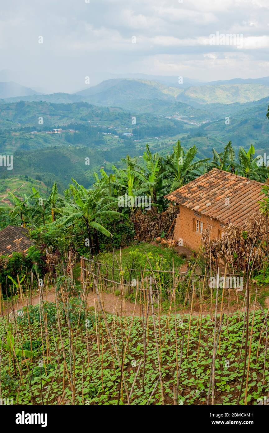View of the hilly countryside with a hut and fields in the Virunga area ...