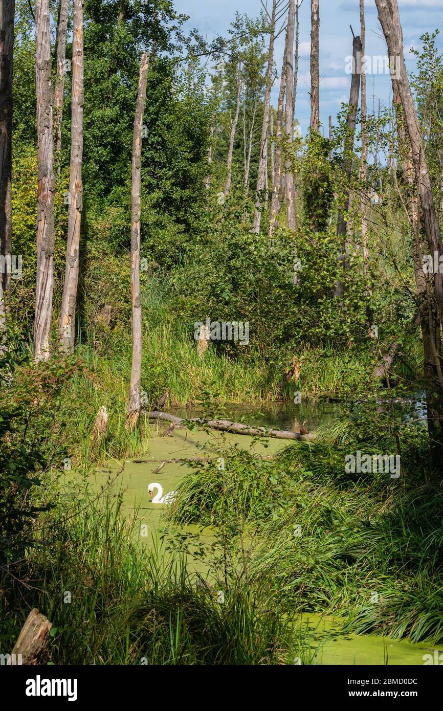 Swan on forest swamp lake hi-res stock photography and images - Alamy