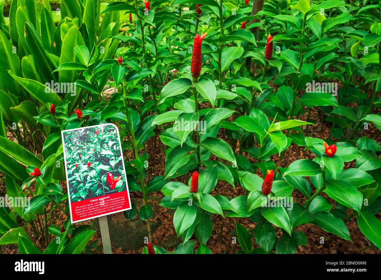 Red Buttons ginger in the Ginger Garden at Singapore Botanic Gardens ...