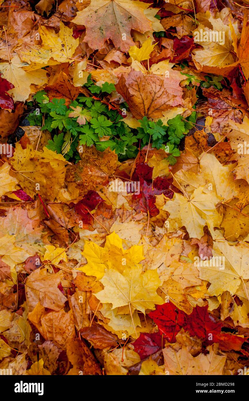 Lithuanian leaves hi-res stock photography and images - Alamy
