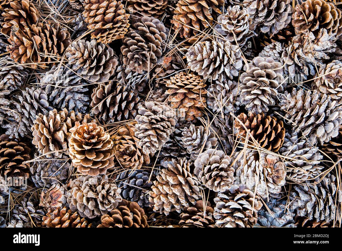 Ponderosa pine cones, Kalamalka Lake Provincial Park, near Vernon ...