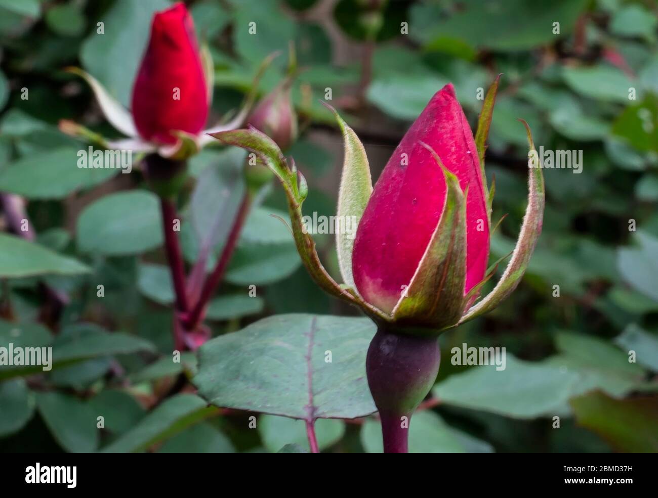 About to burst open Stock Photo - Alamy