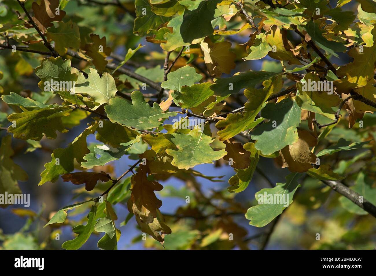 Yellowed oak leaves close up. Vergilbte Eichenblätter hautnah. Pożółkłe ...