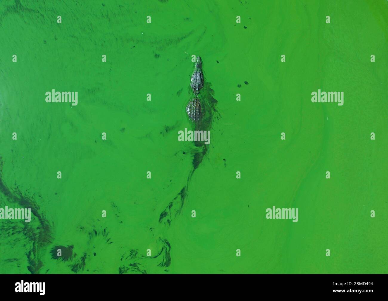 Blue green algae lake okeechobee hi-res stock photography and images ...