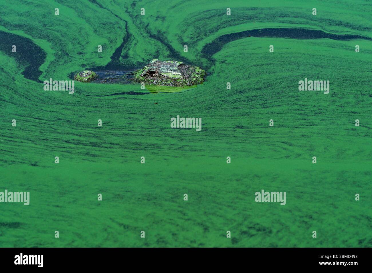 Blue green algae lake okeechobee hi-res stock photography and images ...