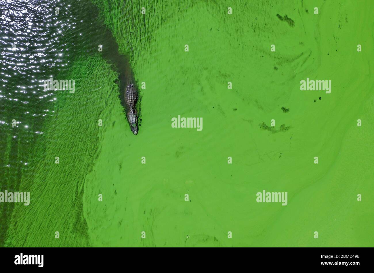 Blue green algae 01 jpg hi-res stock photography and images - Alamy