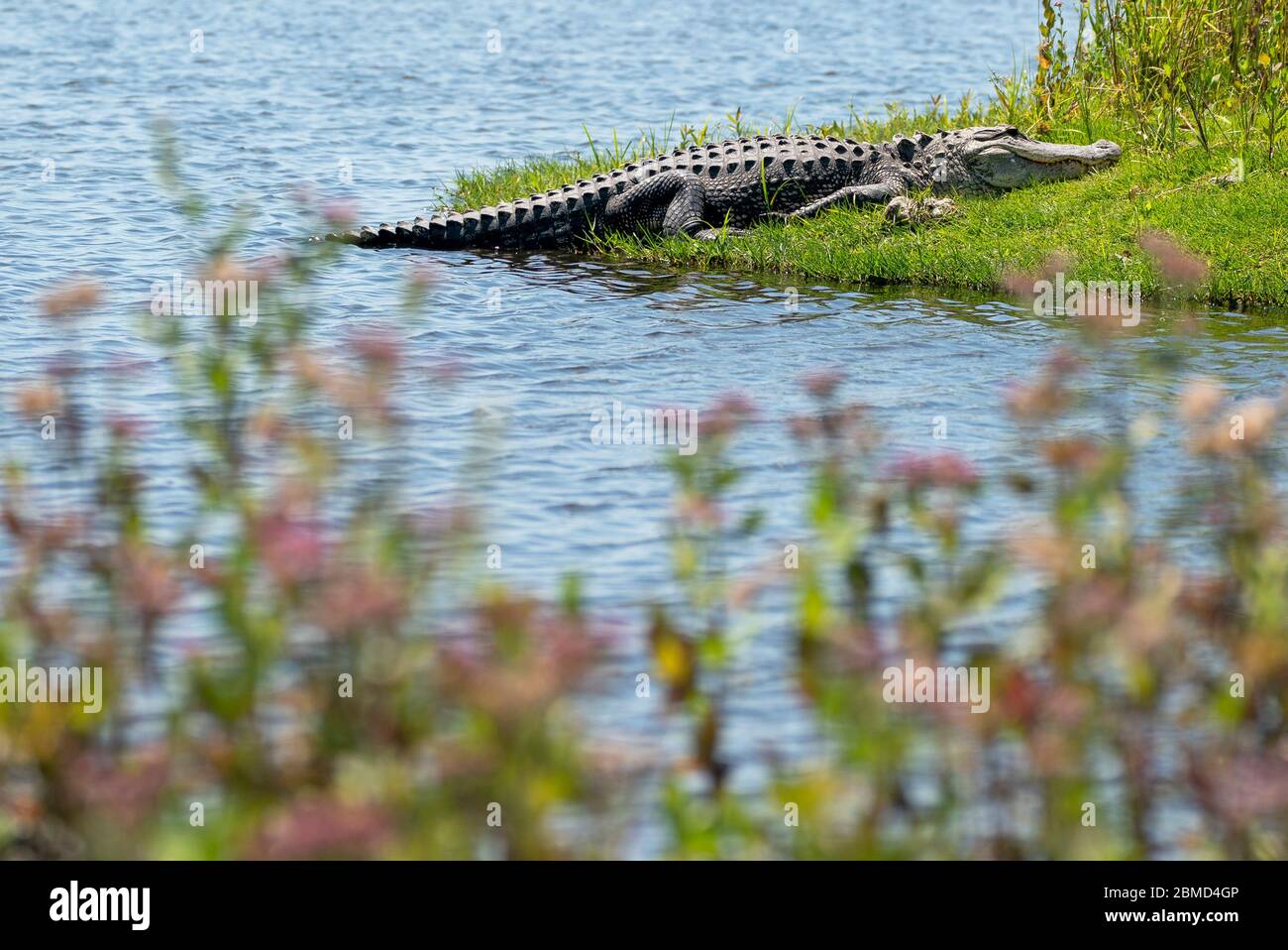 Alligator mating hi-res stock photography and images - Alamy