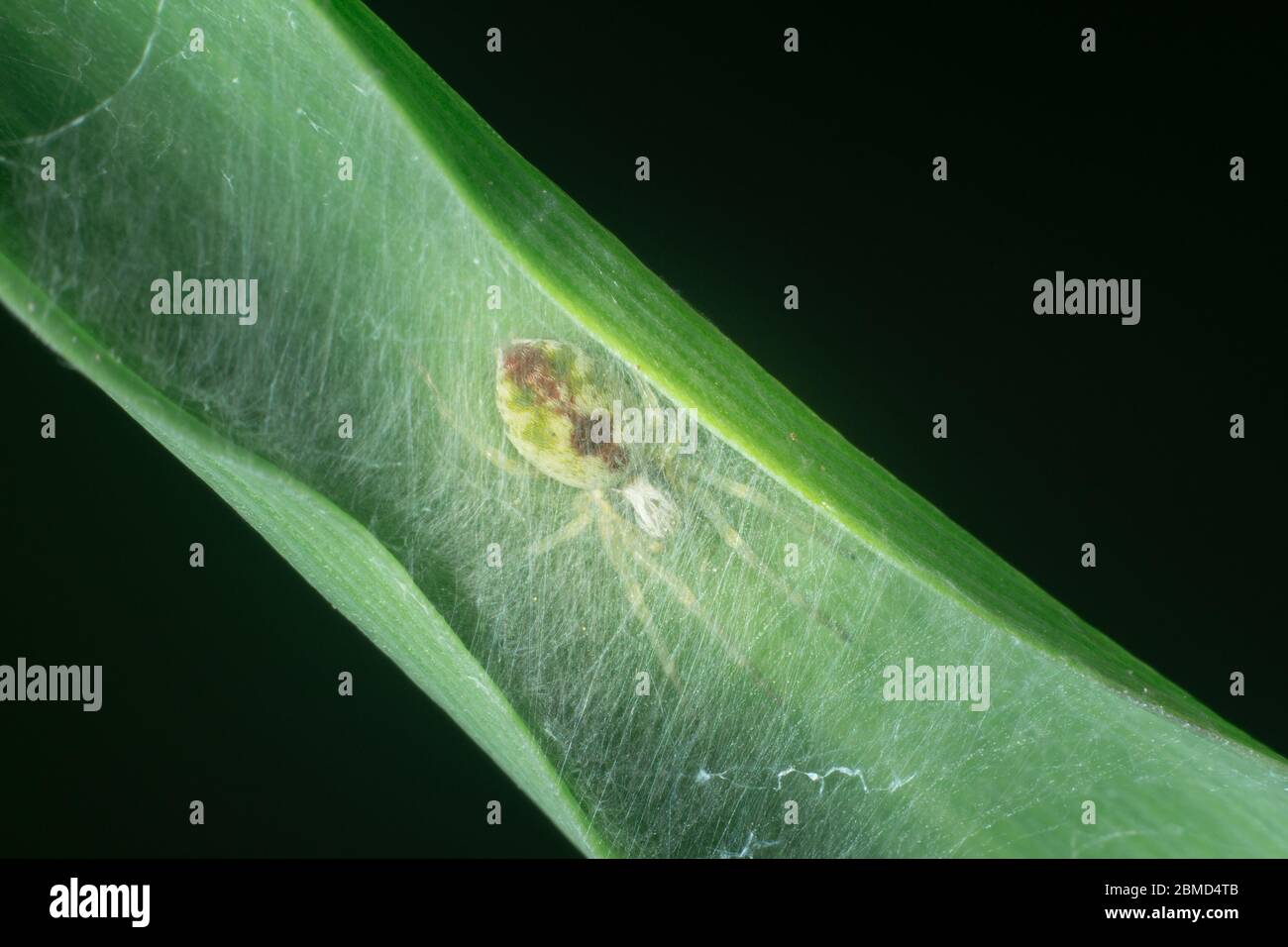 Spider on web inside green plant leaf with clean dark background Stock ...